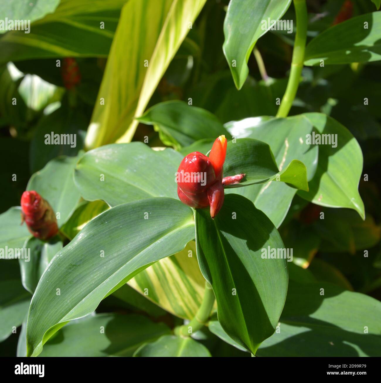 one isolated red costus barbatus bud in sunny day in the garden Stock ...