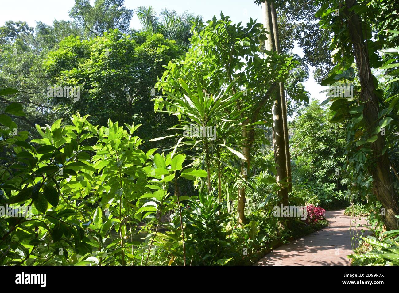 Tropical rainforest sunny hi-res stock photography and images - Alamy