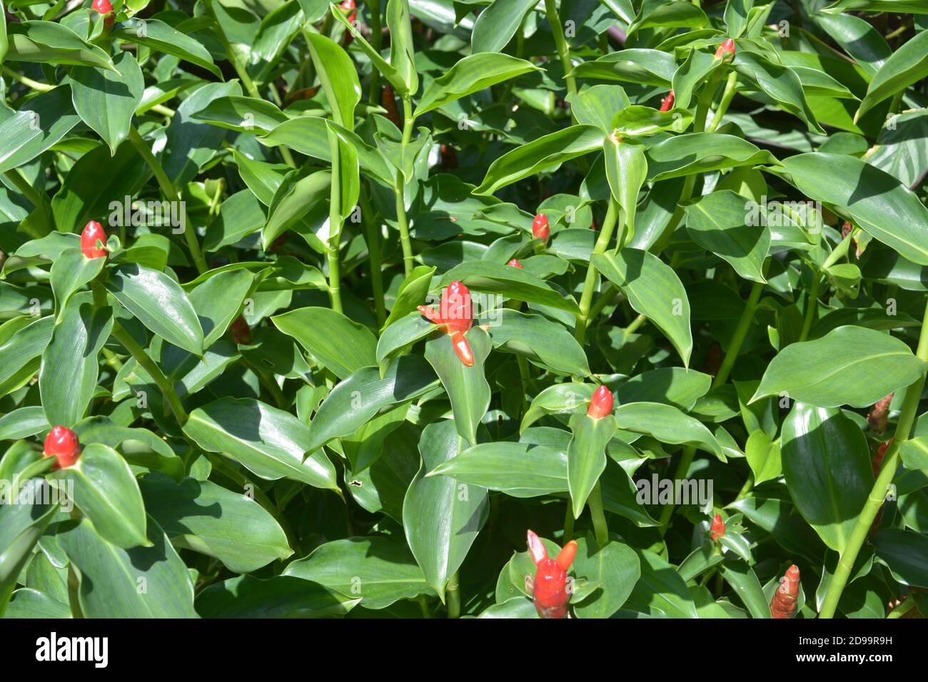 Costus plant tree hi-res stock photography and images - Alamy