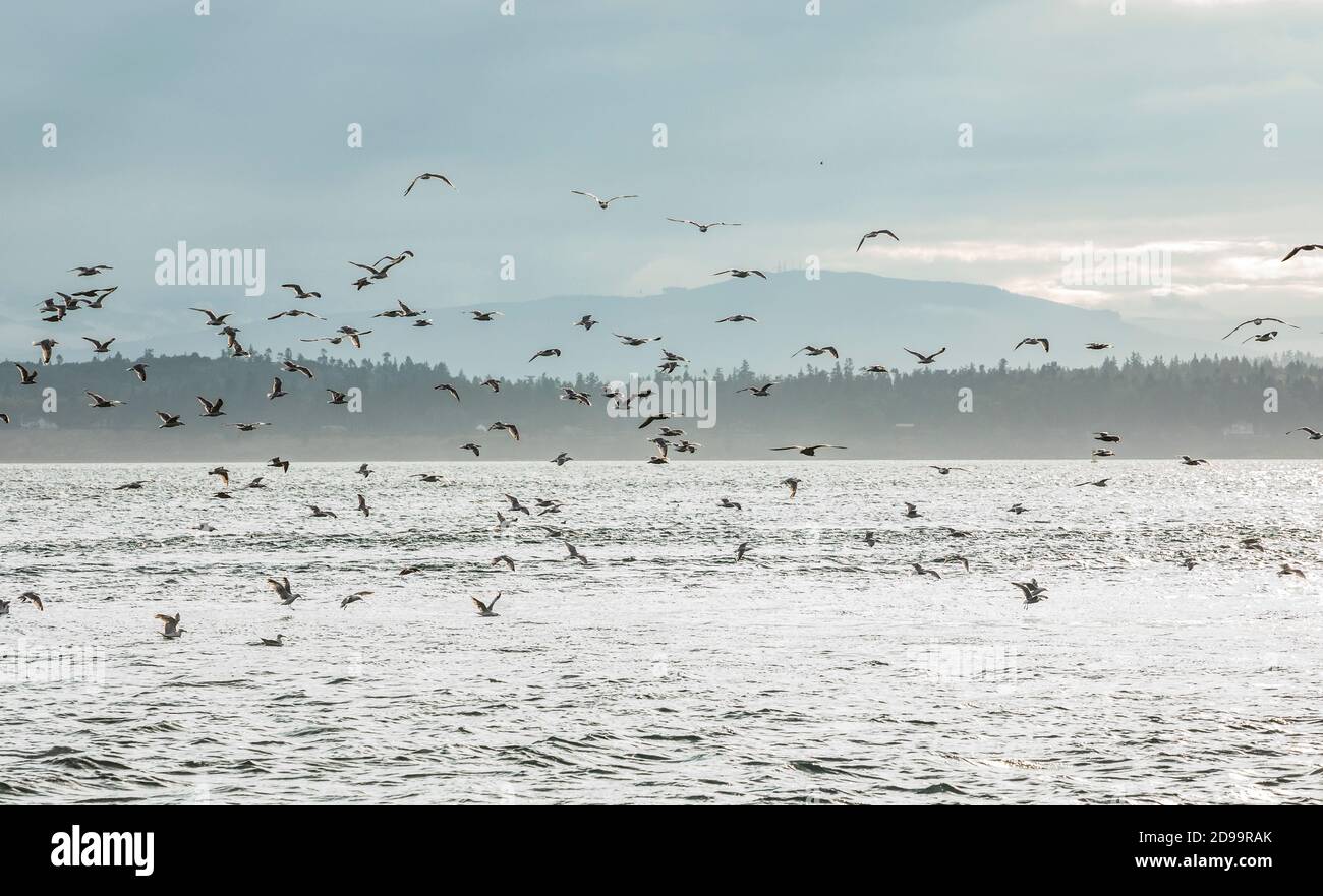 Flying into the water hi-res stock photography and images - Alamy