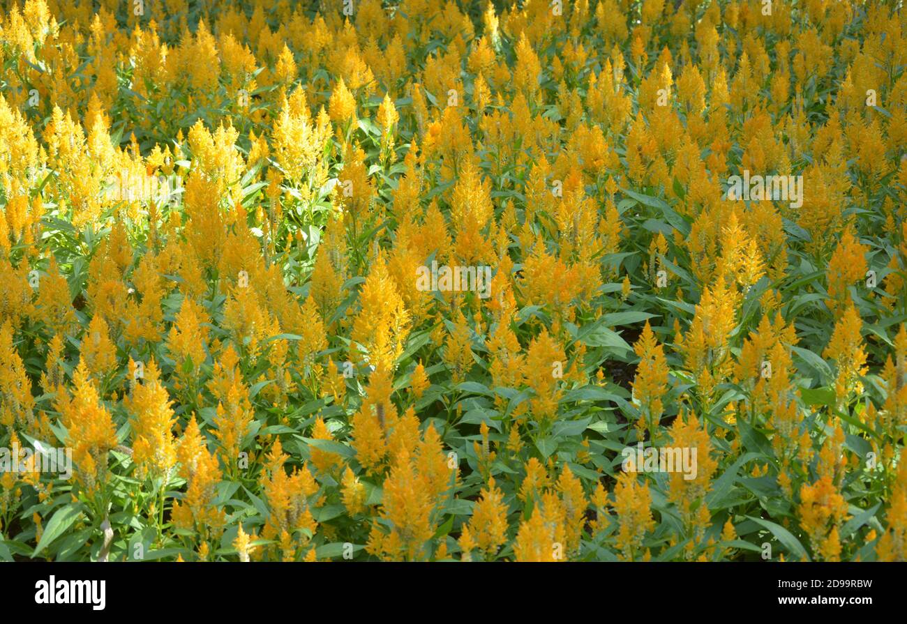 Cockscomb flower hi-res stock photography and images - Alamy