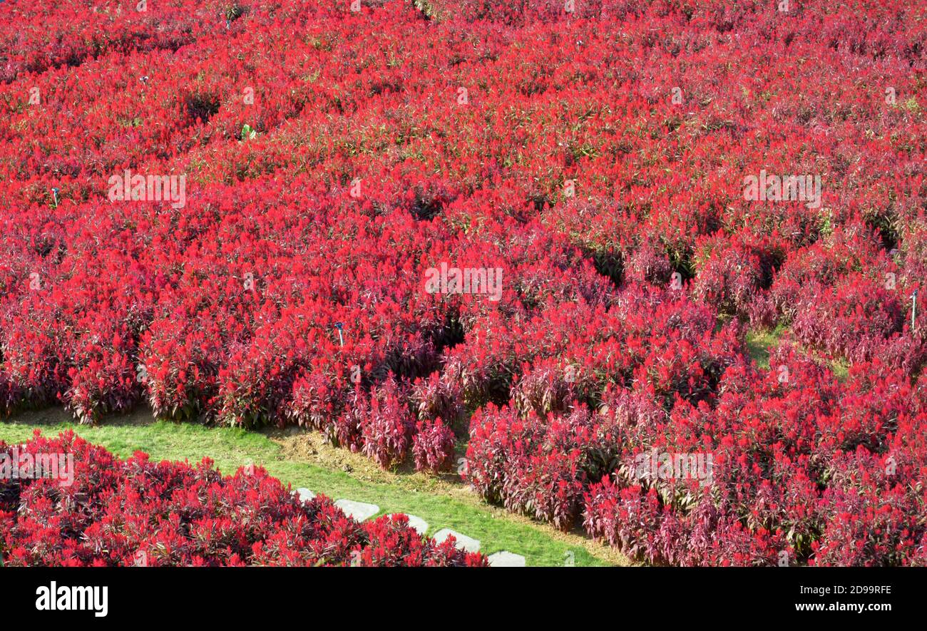 Sunny red flowers hi-res stock photography and images - Alamy