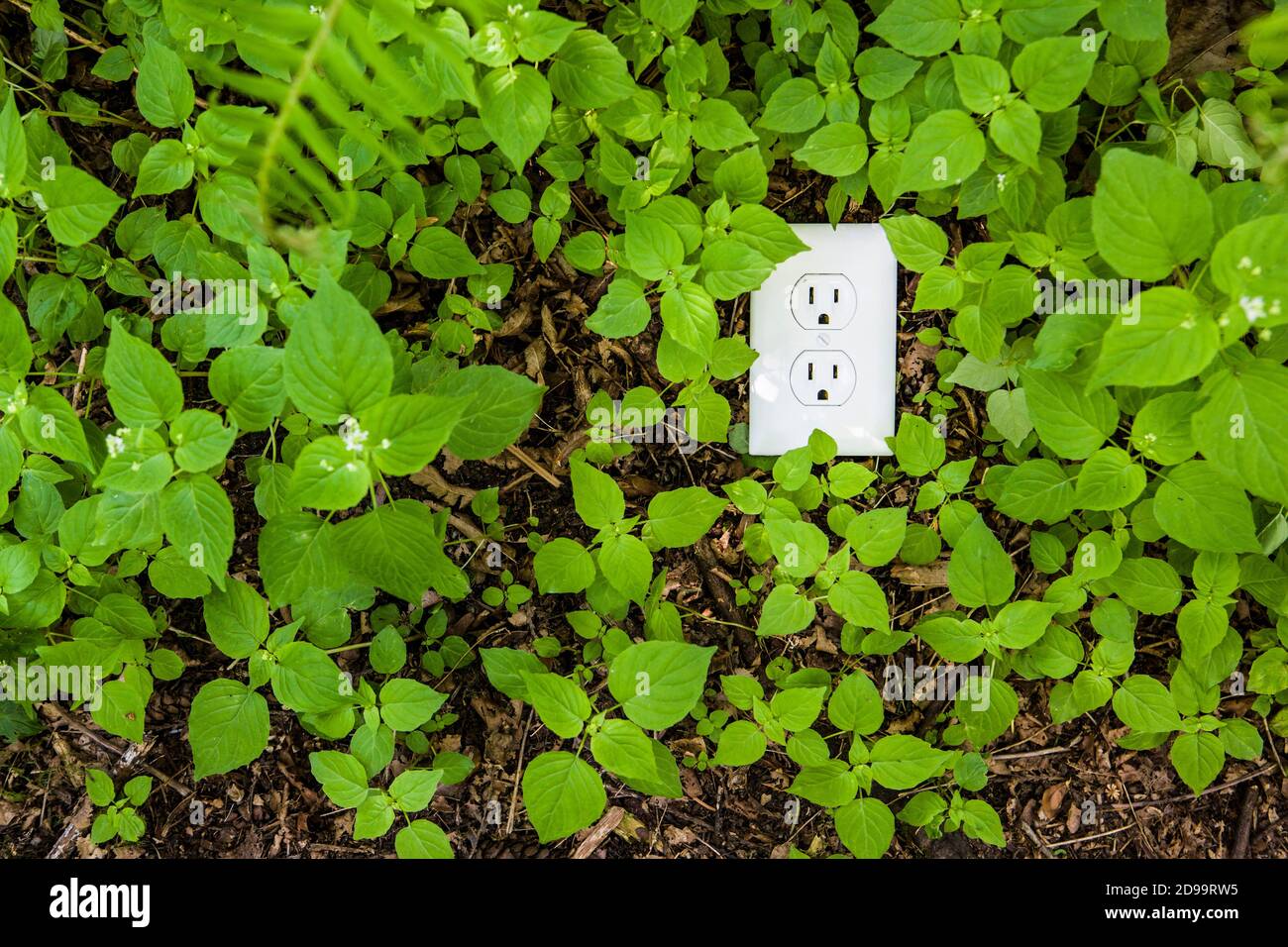 A power outlet in the ground surrounded by green plants on the forest ...