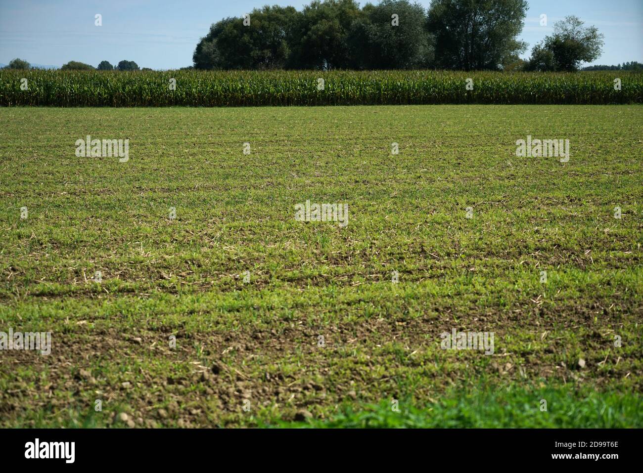 Shot of a greenfield near a forest Stock Photo - Alamy