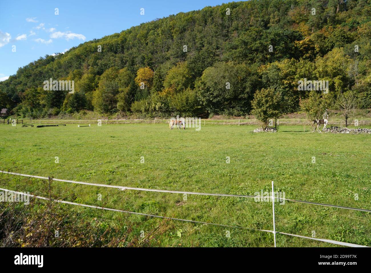 Beautiful shot of horses in the paddock Stock Photo - Alamy