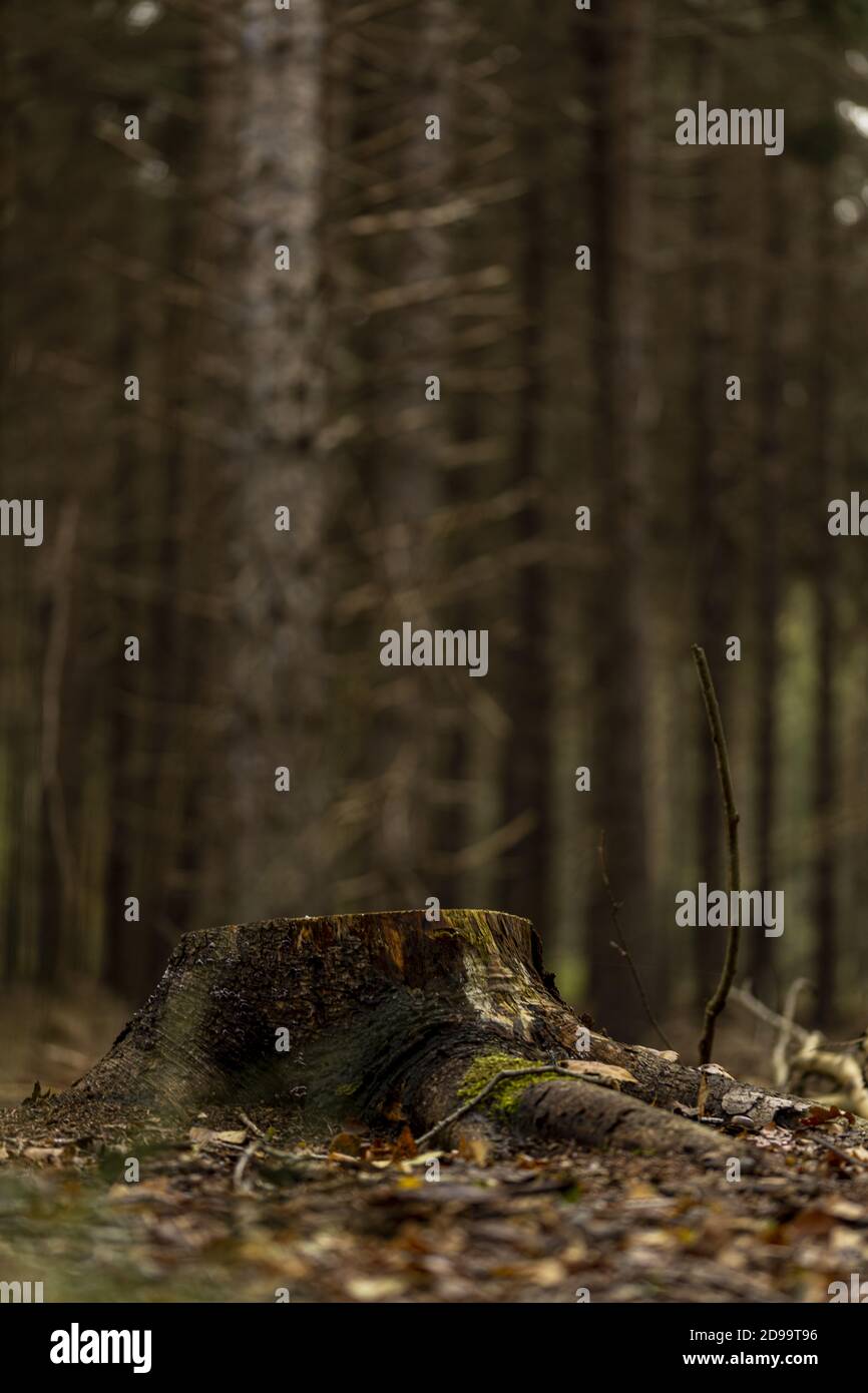 Tree trunk stump in pine forest floor Stock Photo - Alamy
