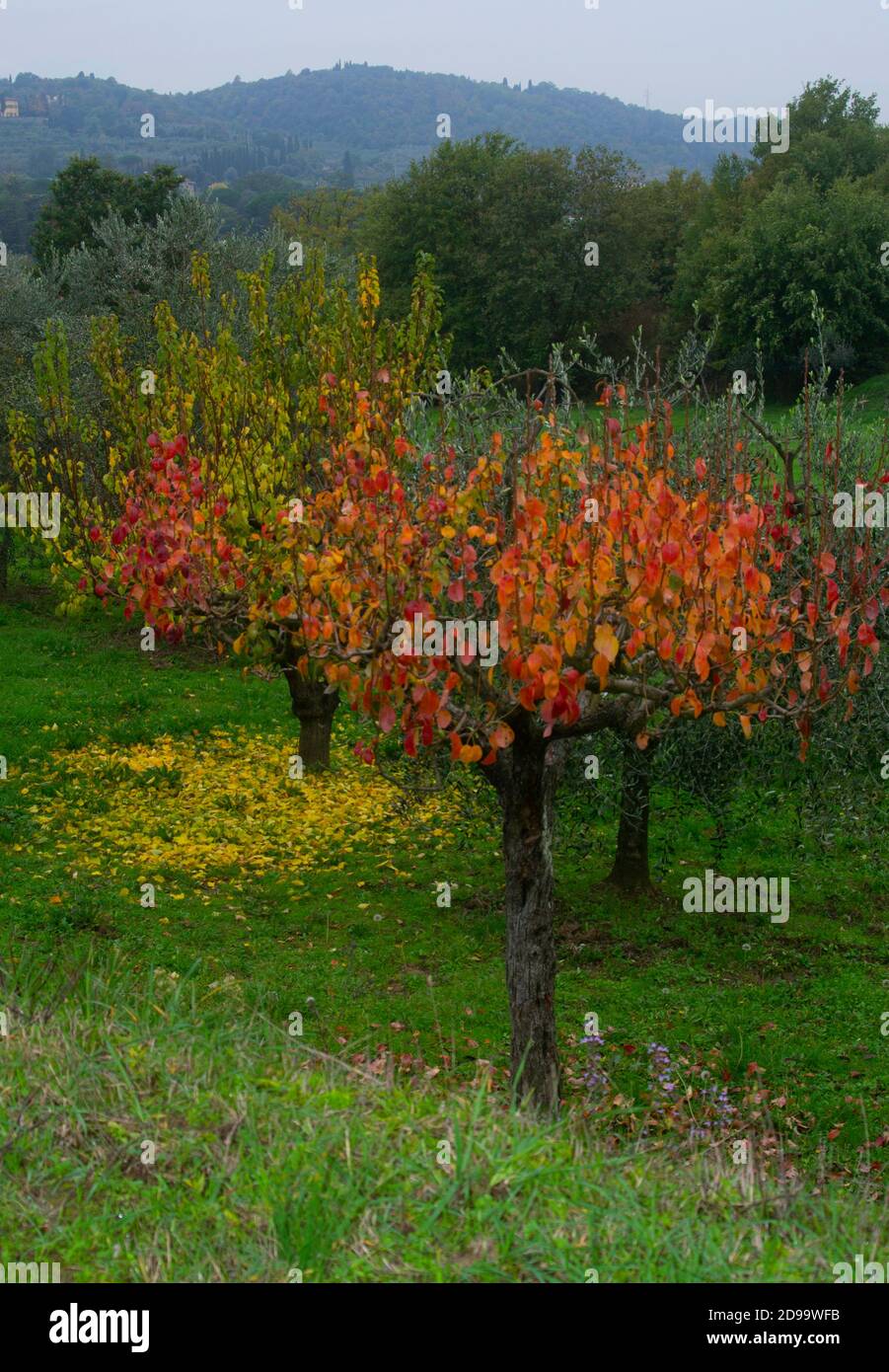 Persimmon trees hi-res stock photography and images - Alamy