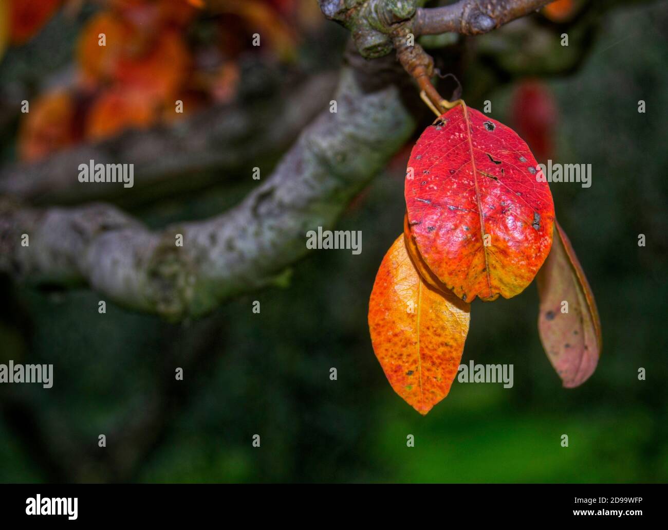 Red persimmon tree hi-res stock photography and images - Alamy
