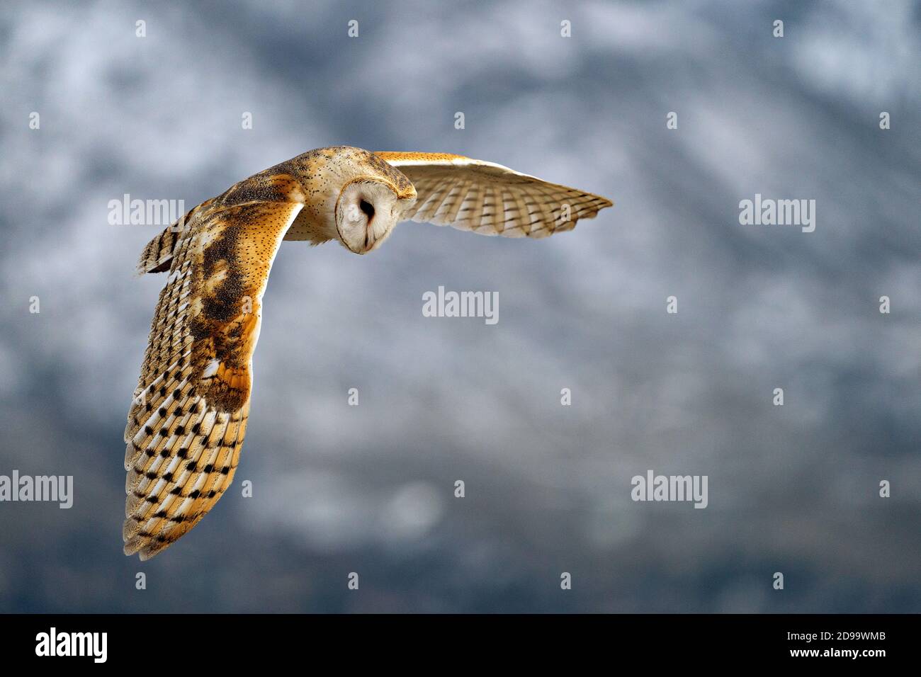 Barn owl snow hi-res stock photography and images - Alamy