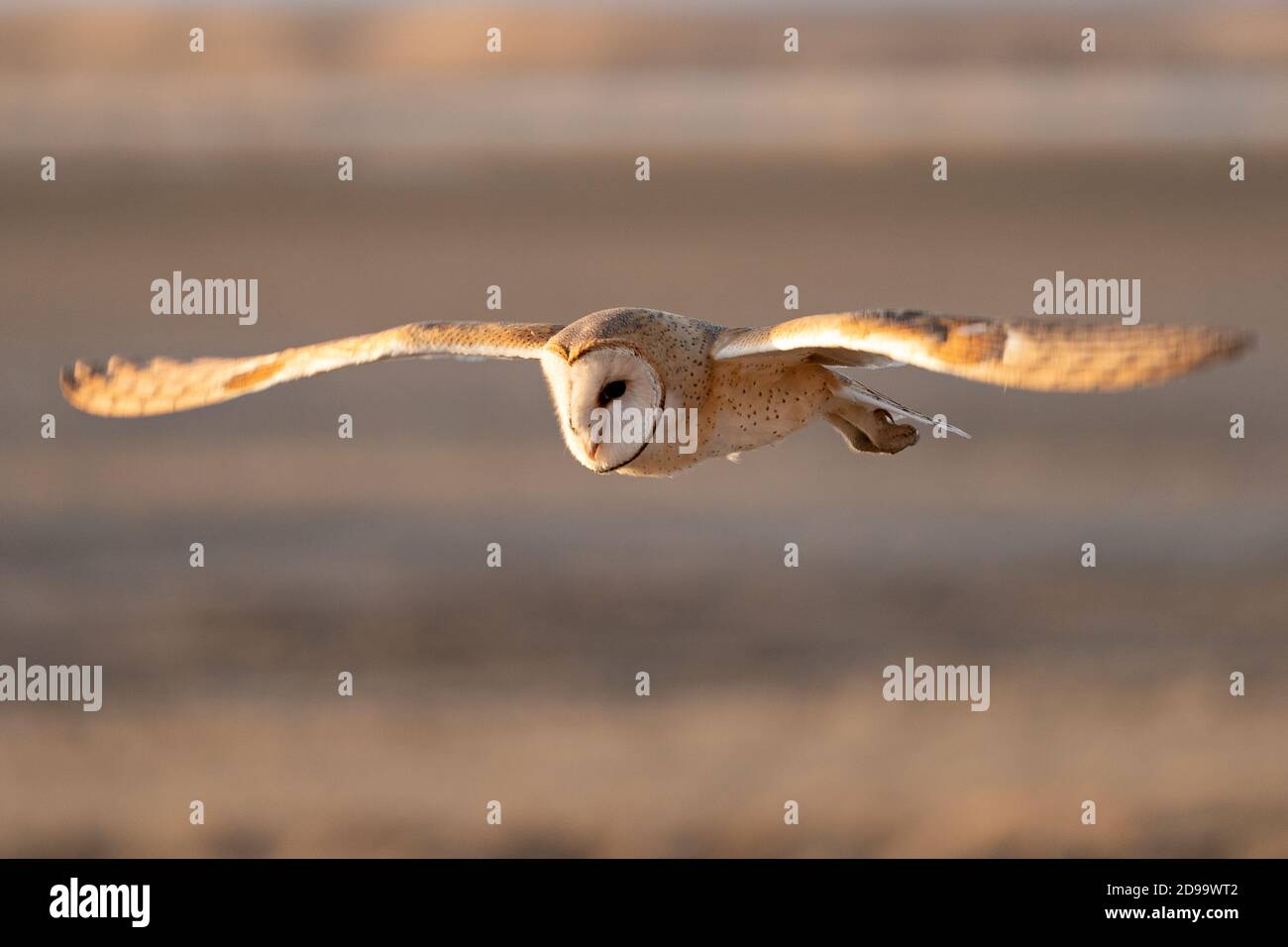 Barn owl snow hi-res stock photography and images - Alamy
