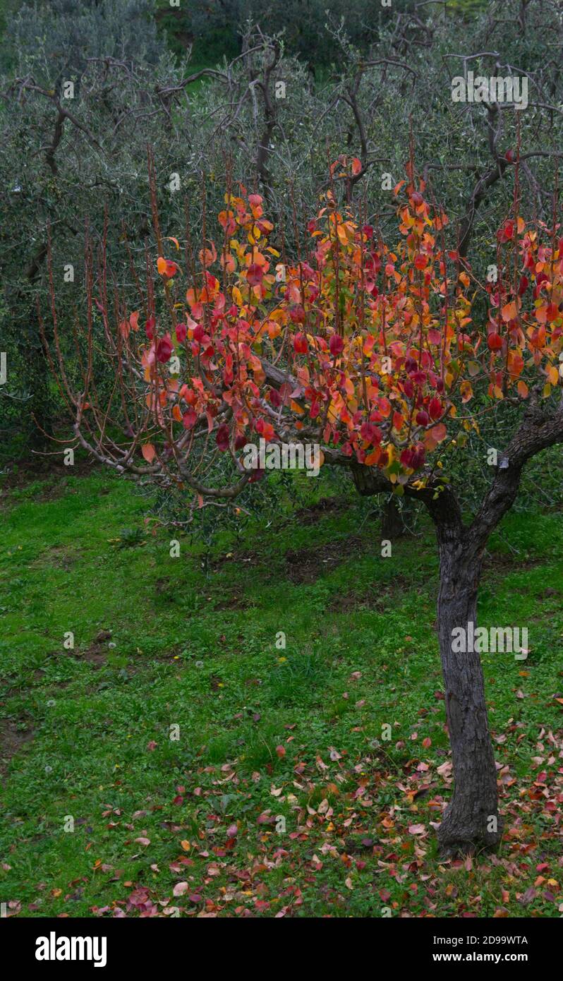 Persimmon trees hi-res stock photography and images - Alamy