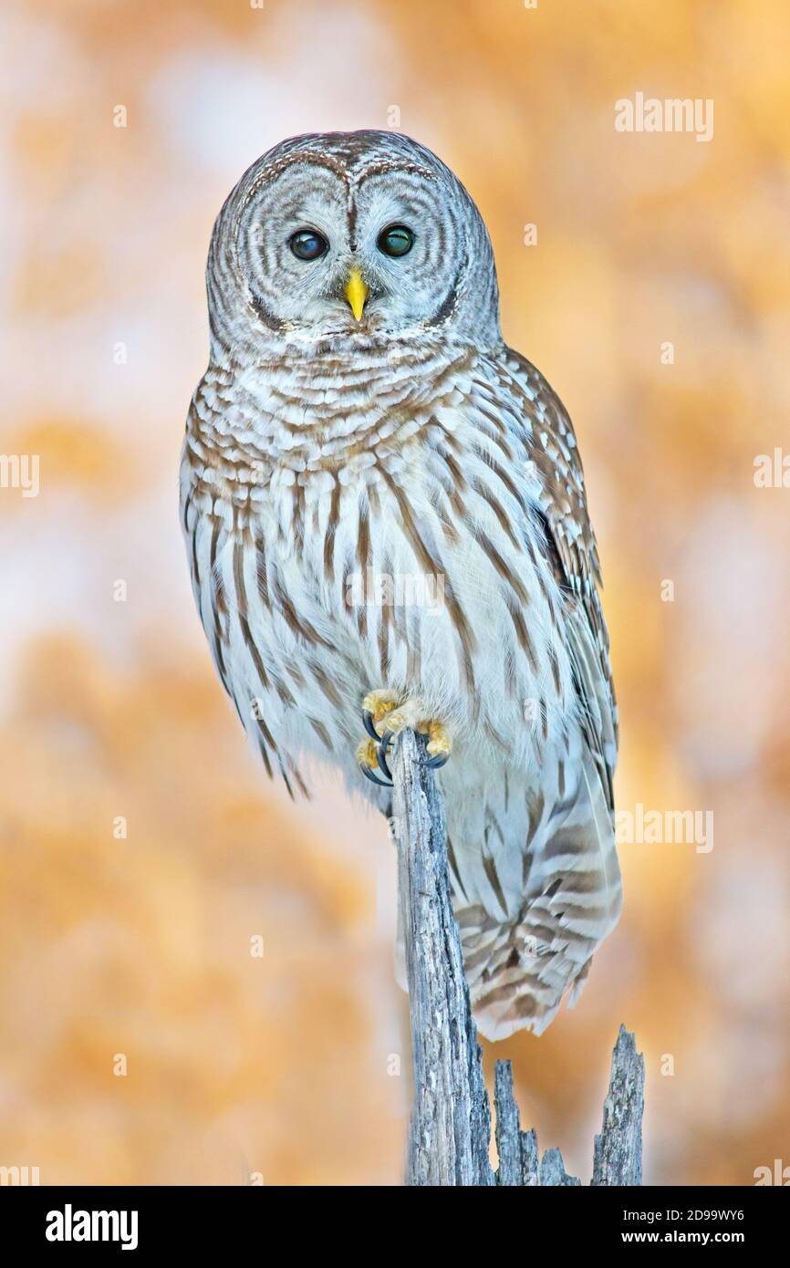 Barred owl hi-res stock photography and images - Alamy