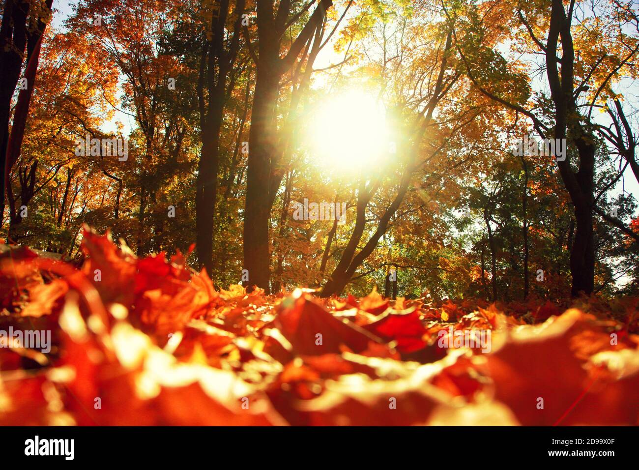 Beautiful autumn background with yellow and red leaves Stock Photo - Alamy