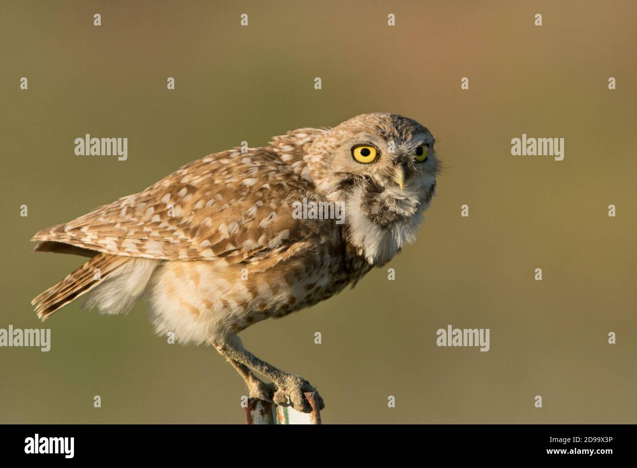 Burrowing owls burrow hi-res stock photography and images - Alamy