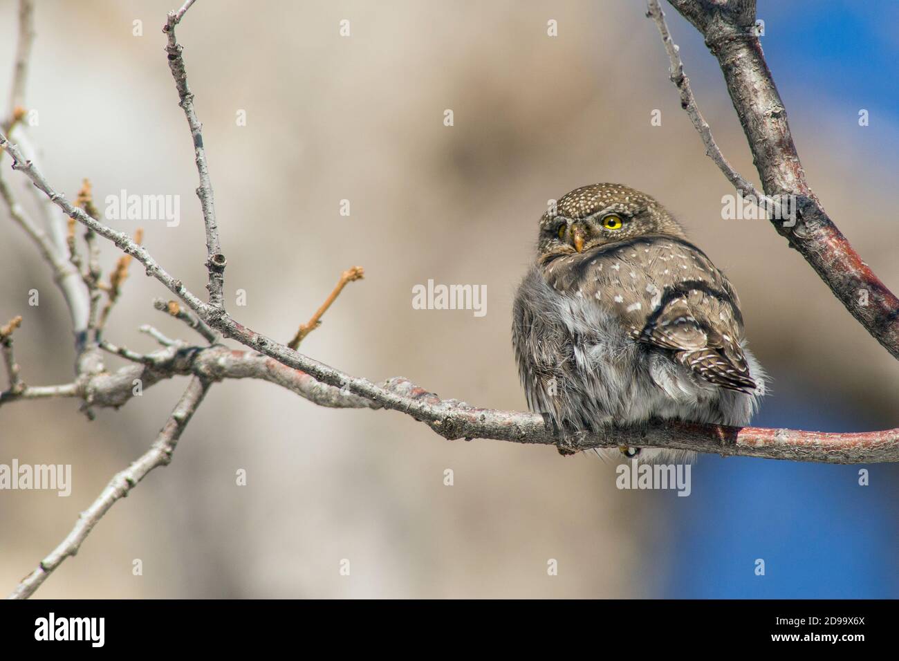 Mountain pygmy owl hi-res stock photography and images - Alamy