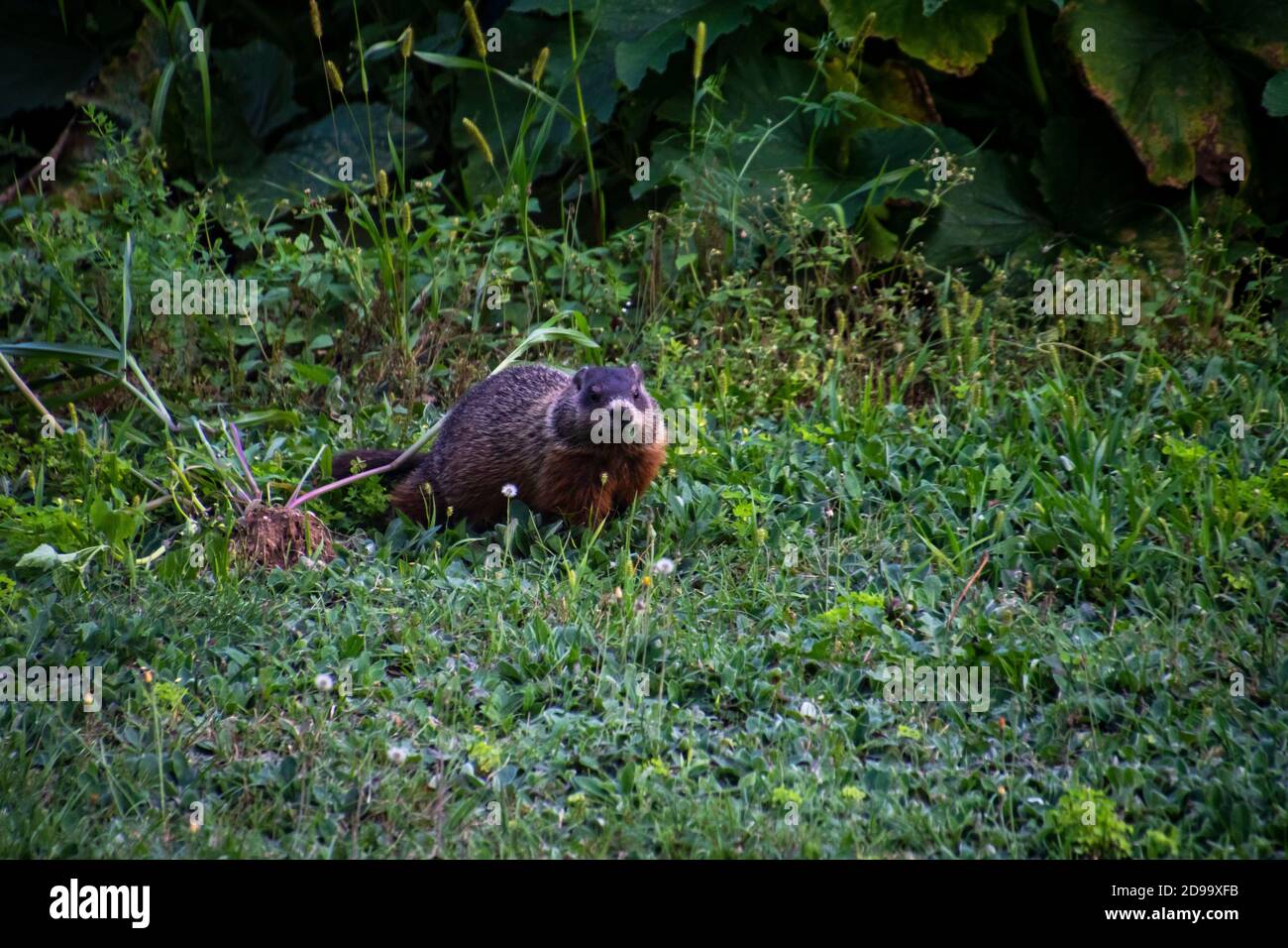 A ground hog sitting in the middle of a grass field eating Stock Photo ...