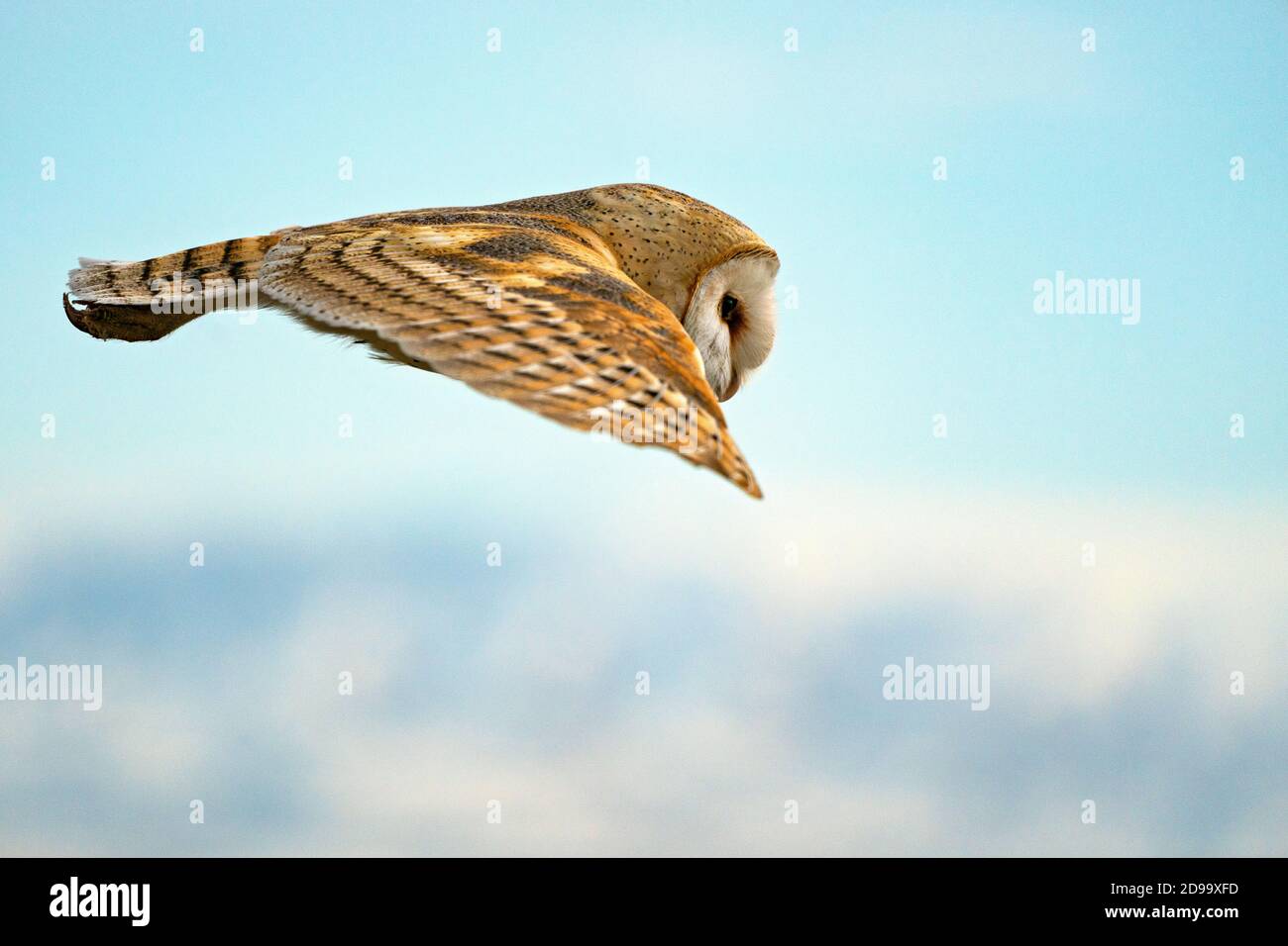 Barn owl fly winter hi-res stock photography and images - Alamy