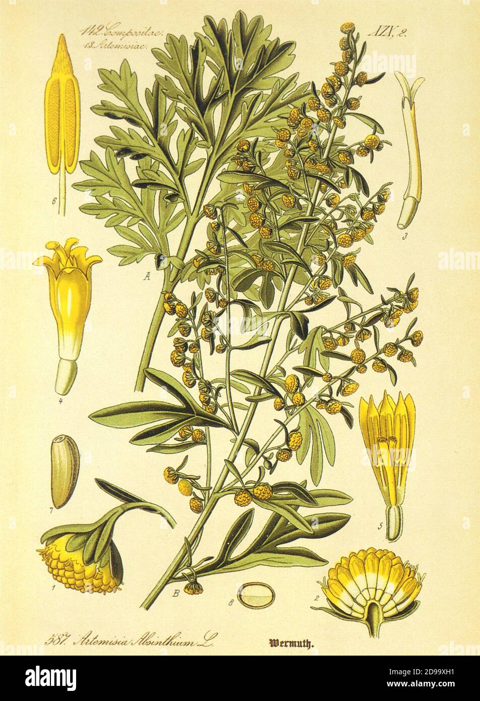 ARTEMISIA ABSINTHIUM , know as wormwood or grande absinthe , is the ...