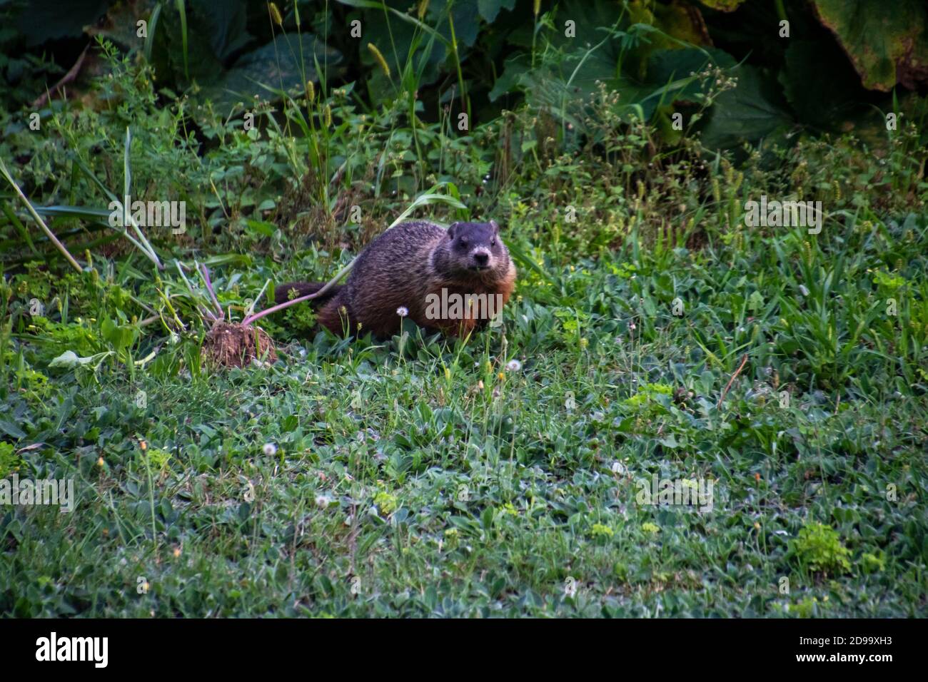 A ground hog sitting in the middle of a grass field eating Stock Photo ...