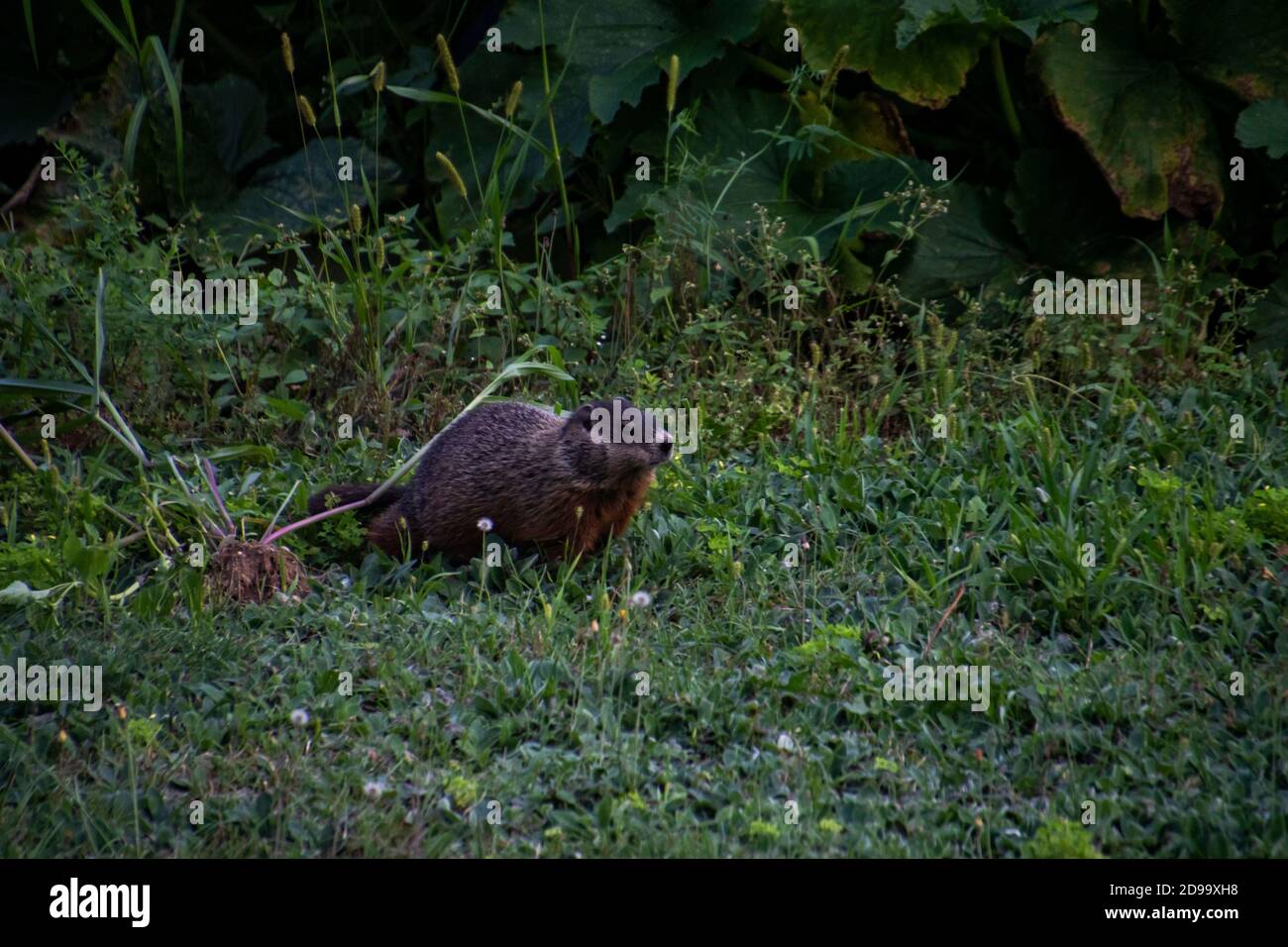 A ground hog sitting in the middle of a grass field eating Stock Photo ...