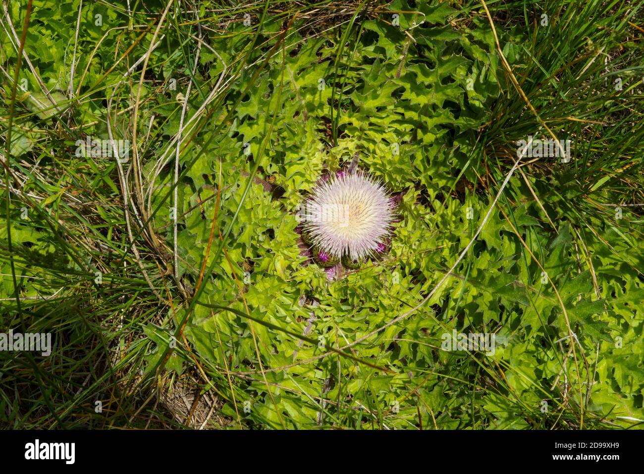 stemless thistle plant in bloom Stock Photo - Alamy