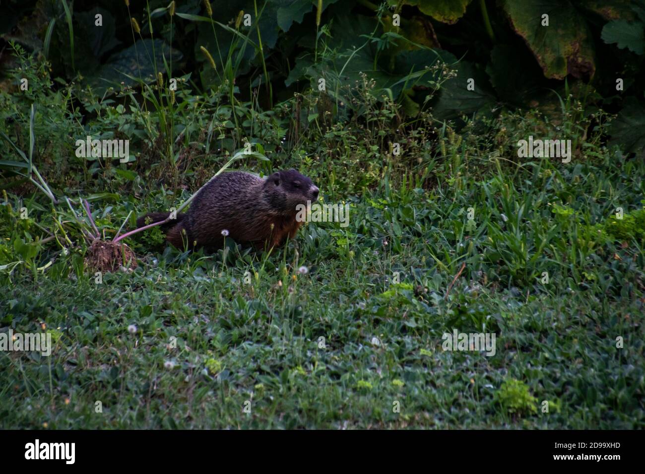 A groundhog feeding on the grass in the middle of a field Stock Photo ...