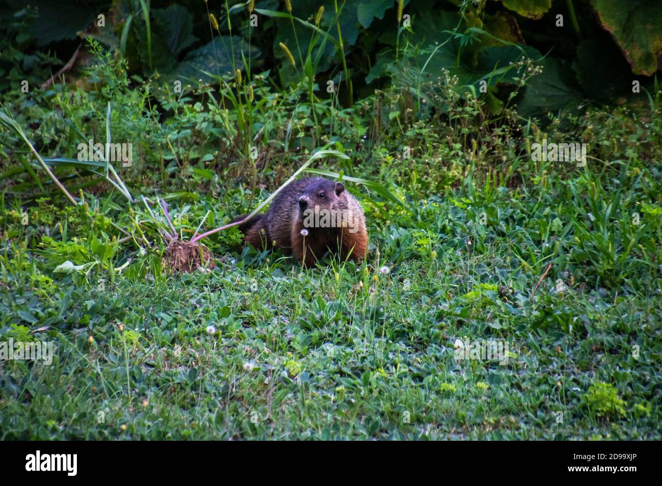 Groundhog feeding hi-res stock photography and images - Alamy