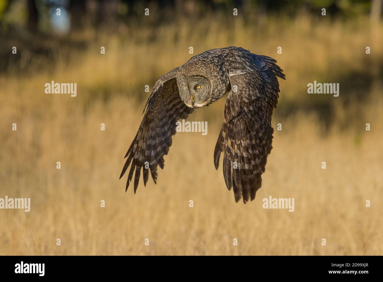 Spectral owl in flight hi-res stock photography and images - Alamy