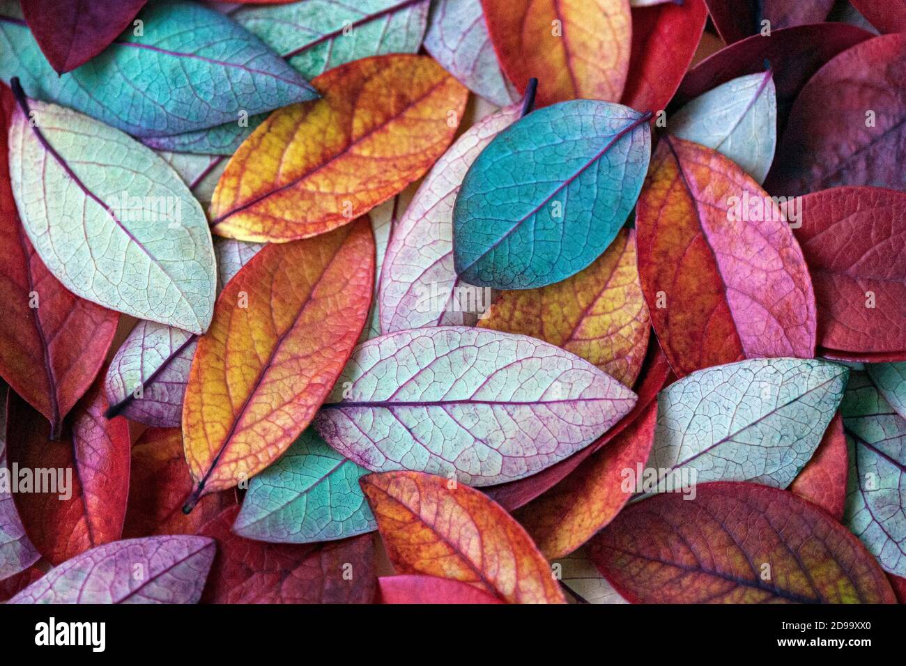 Golden variegated foliage hi-res stock photography and images - Alamy