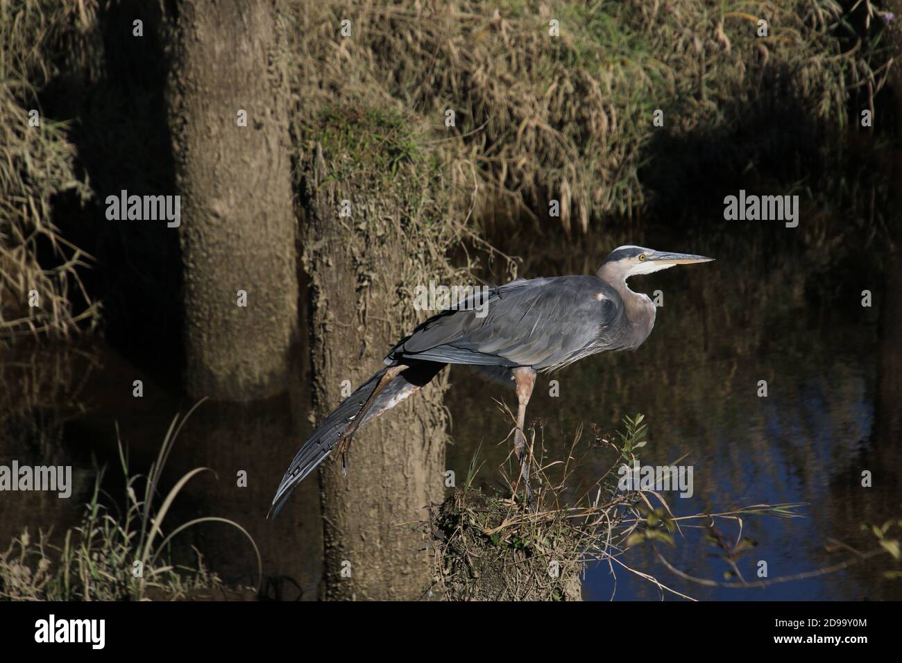 Heron with one leg hi-res stock photography and images - Alamy