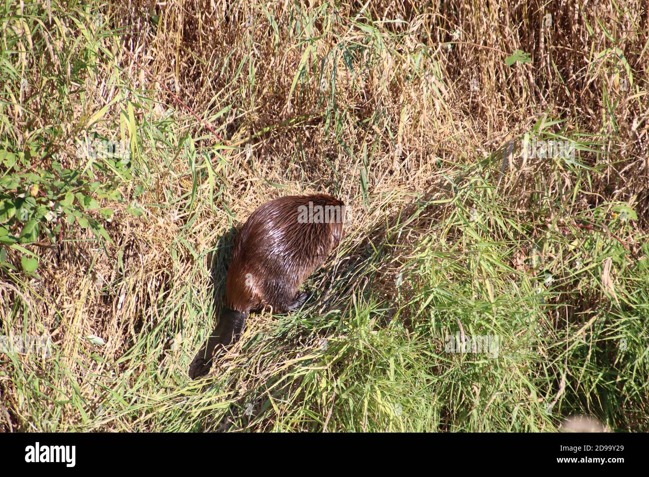 A beaver on dry land surrounded by both brown and green grass on a ...