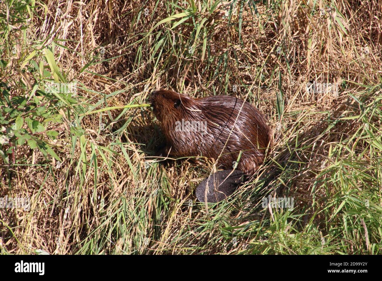 A beaver on dry land surrounded by both brown and green grass on a ...