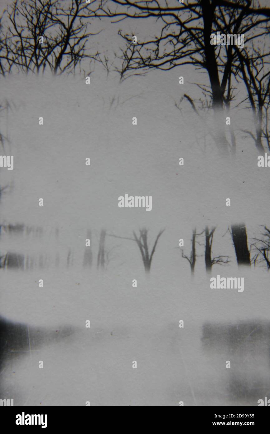 Fine 1970s vintage black and white photography of a picture of a forest ...