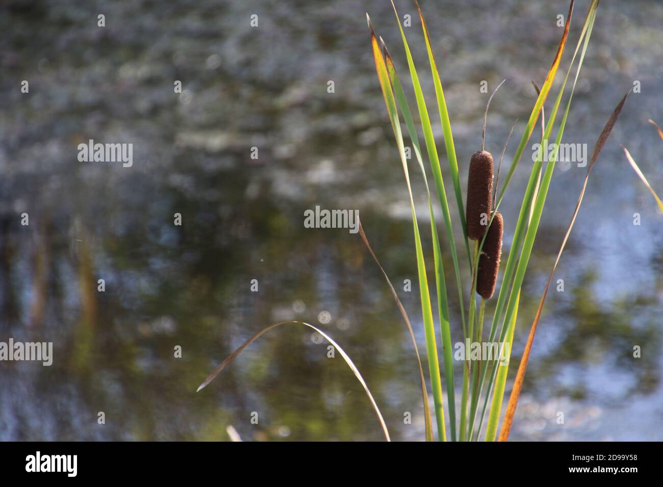 A bulrush plant with two heads in front of an out of focus stream Stock ...