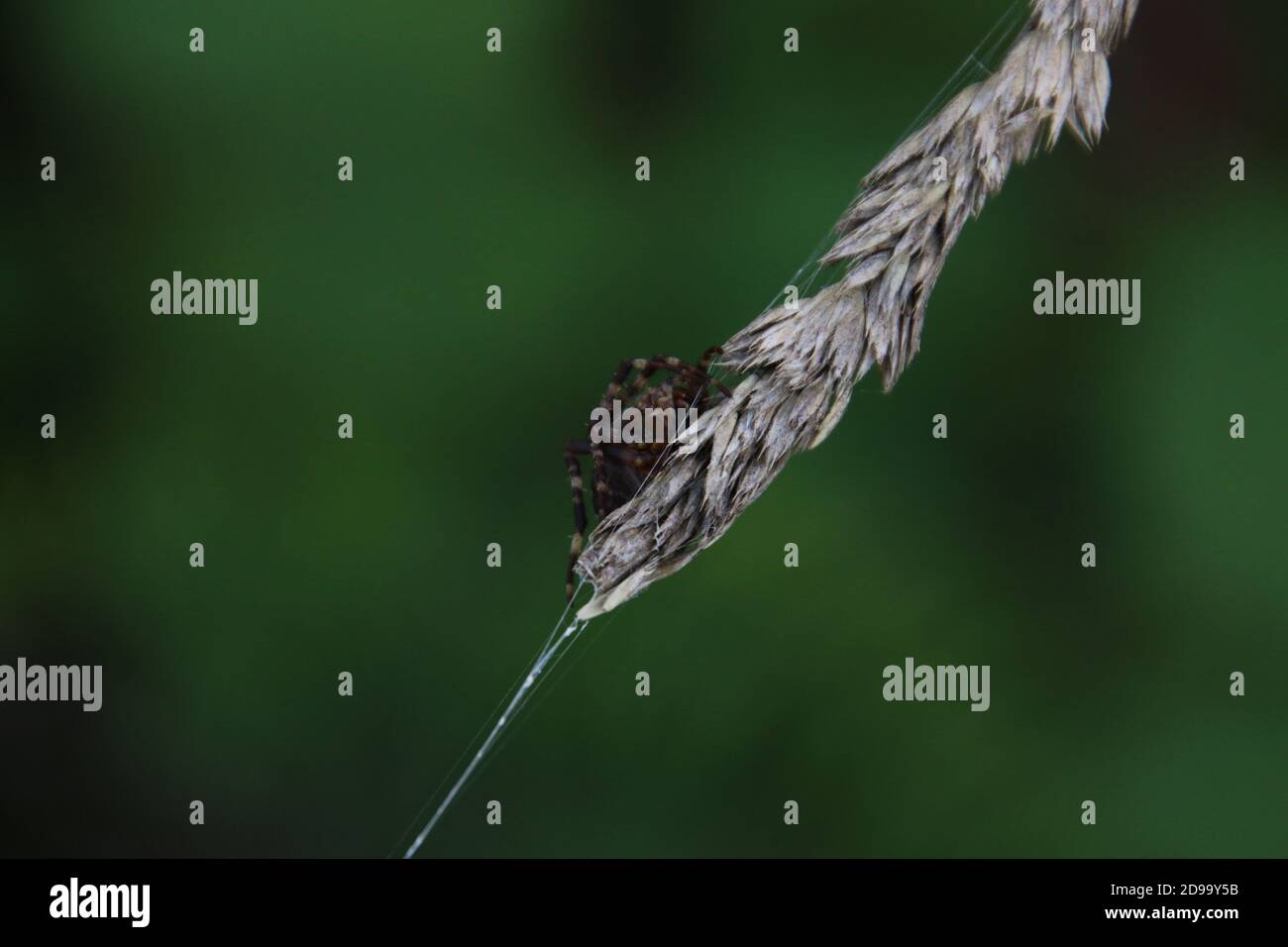 A spider and its web on a grass seed head with a green background Stock ...