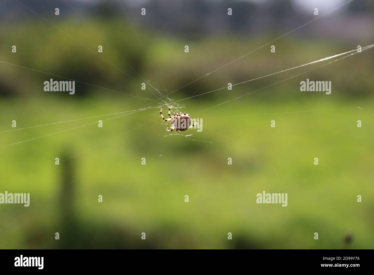 A large orb weaver spider spinning a web with a green background Stock ...