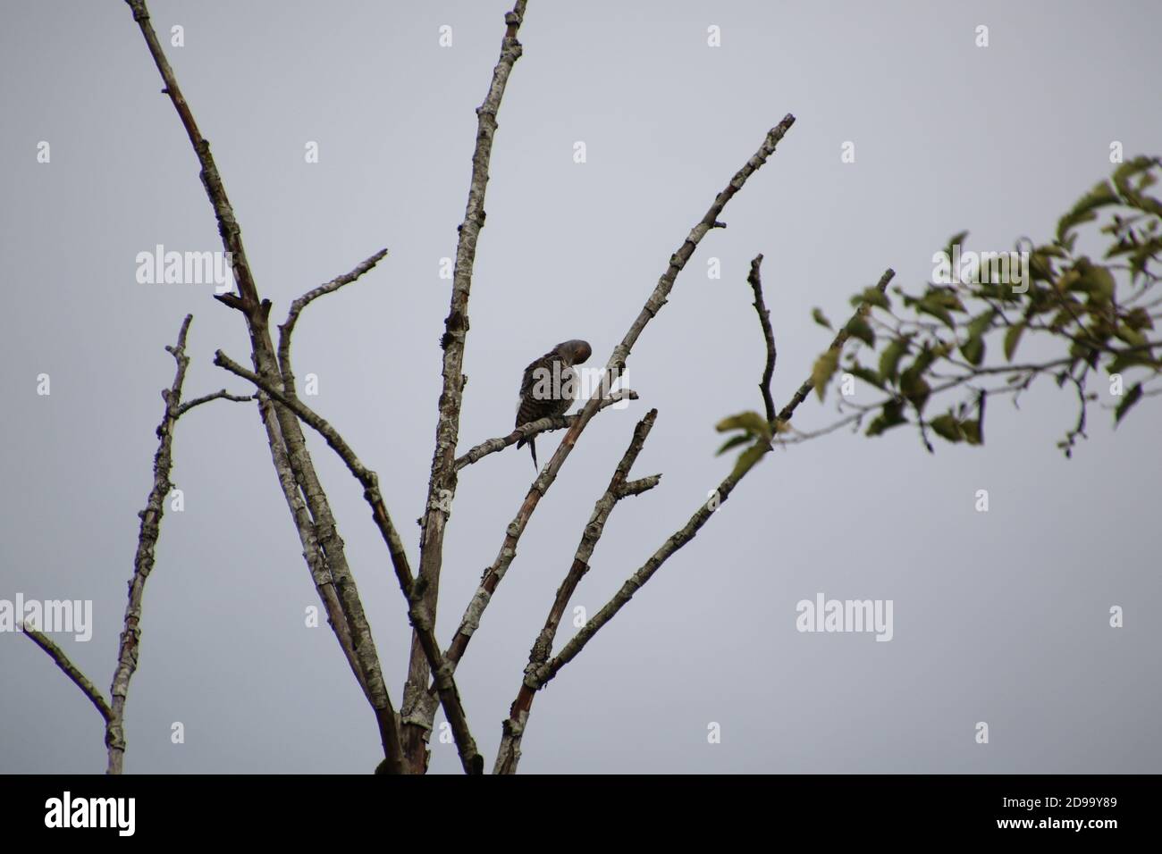 A northern flicker woodpecker sitting on a tree branch preening itself ...