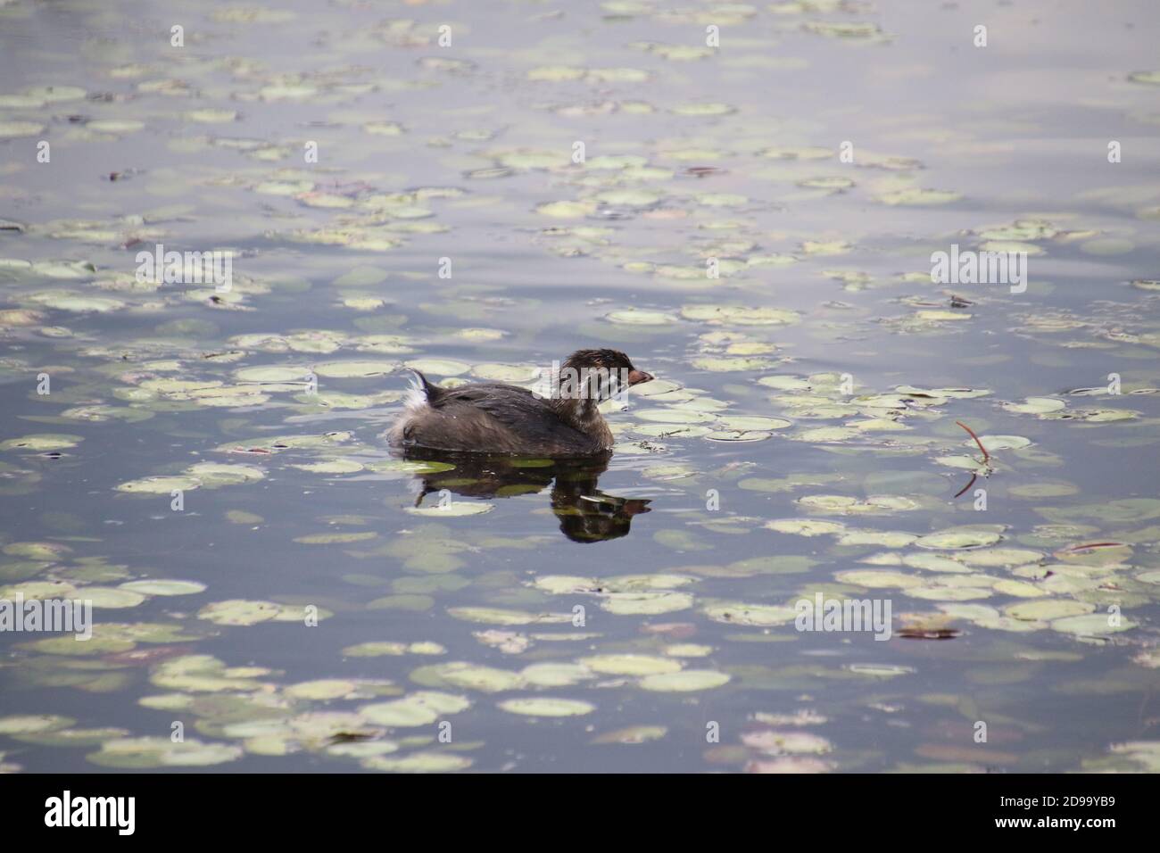 A juvenile pied-billed grebe swimming in the middle of a lily pad ...