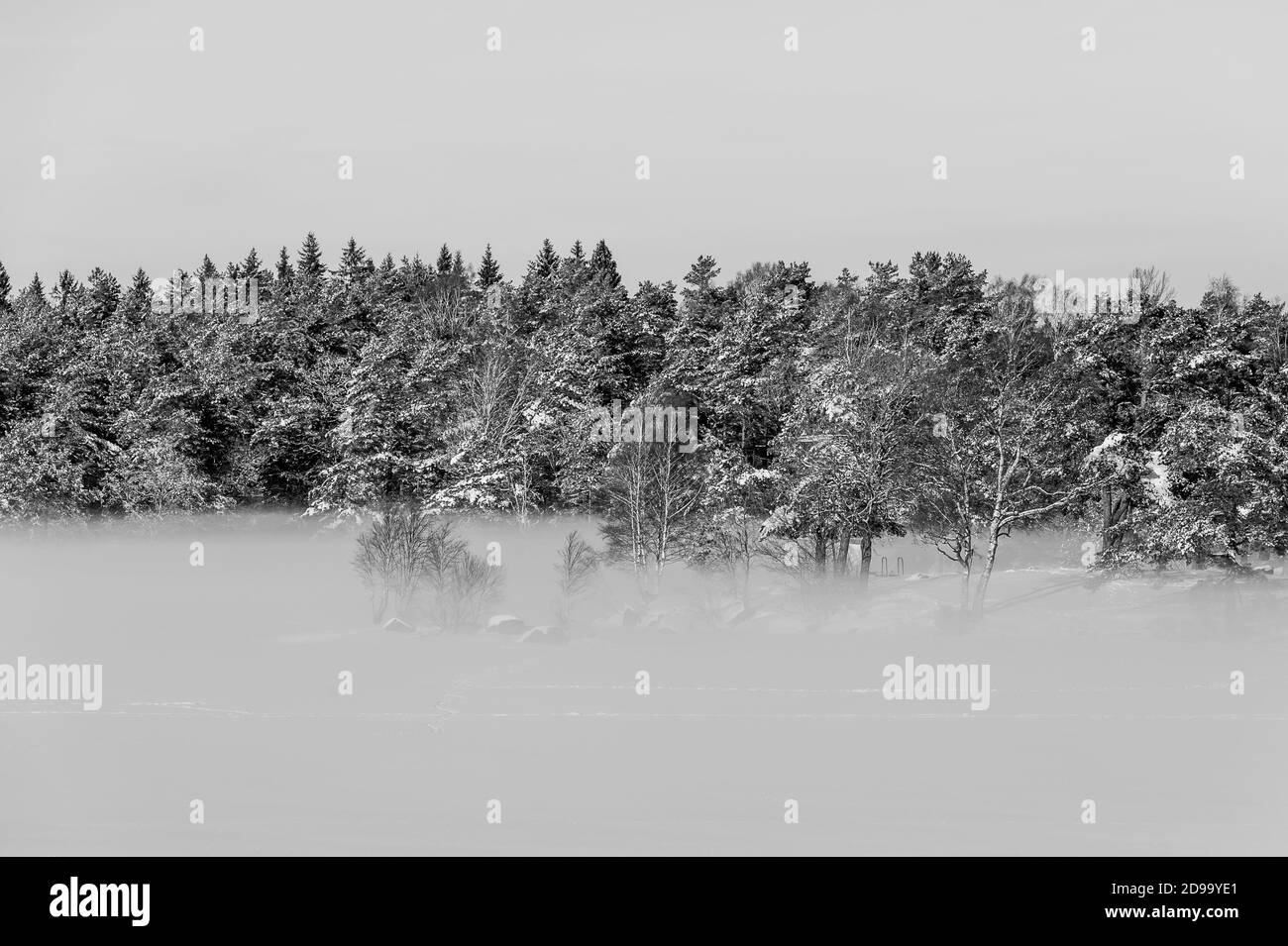 Majestic grayscale winter landscape with snow-covered evergreen trees ...