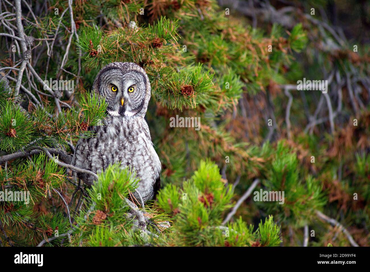 Spectral owl in flight hi-res stock photography and images - Alamy