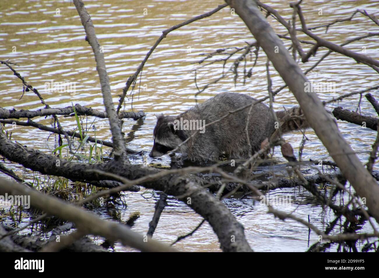 A raccoon walking on a partially submerged tree branch which is part of ...