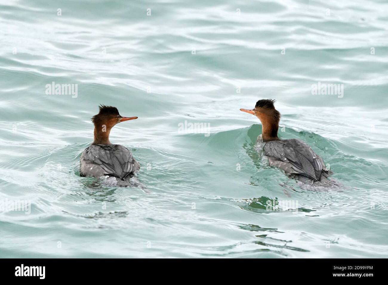 Common Merganser hens swimming in harbour Stock Photo - Alamy
