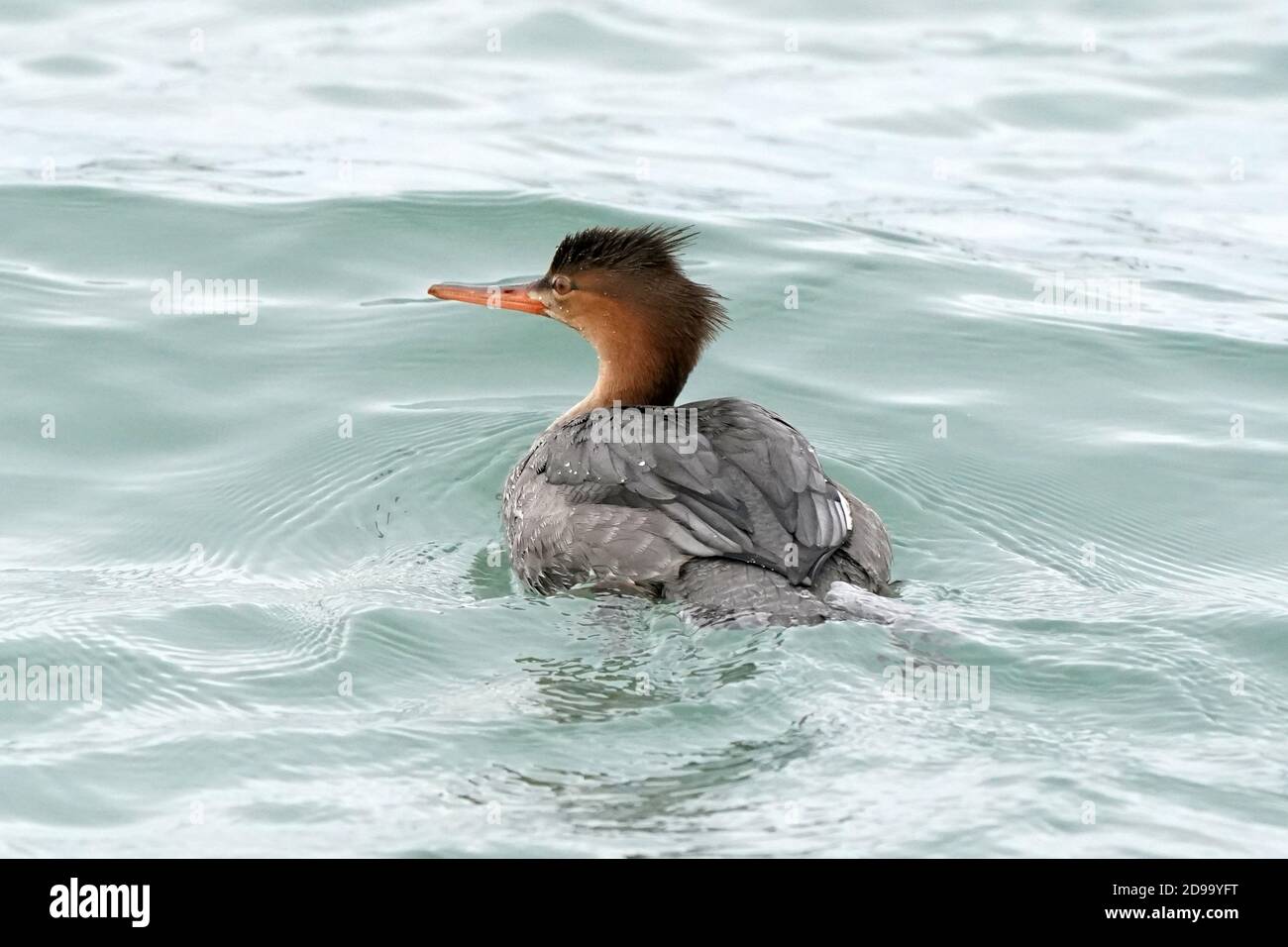 Common Merganser hens swimming in harbour Stock Photo - Alamy
