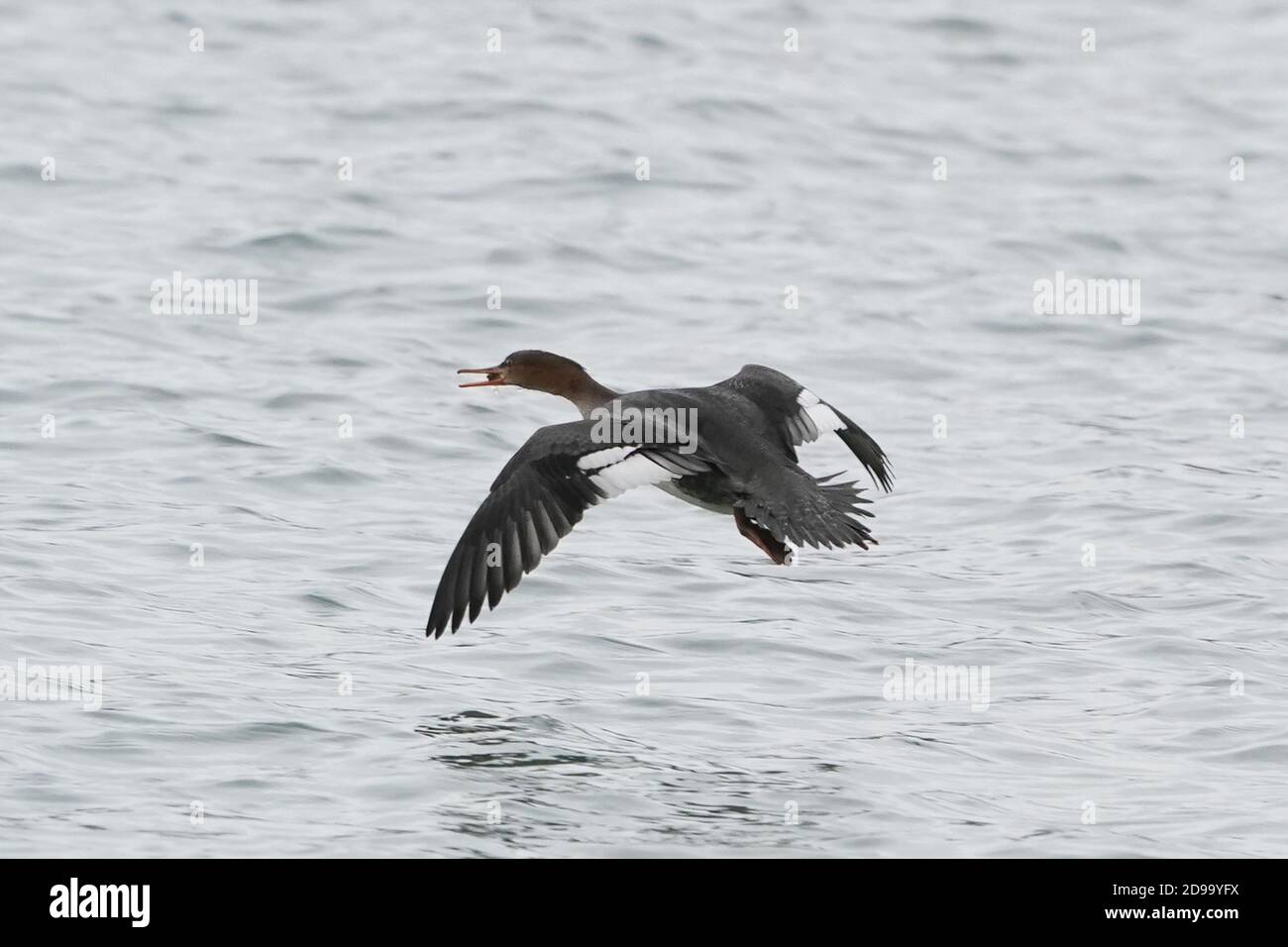 Common Merganser hens swimming in harbour Stock Photo - Alamy