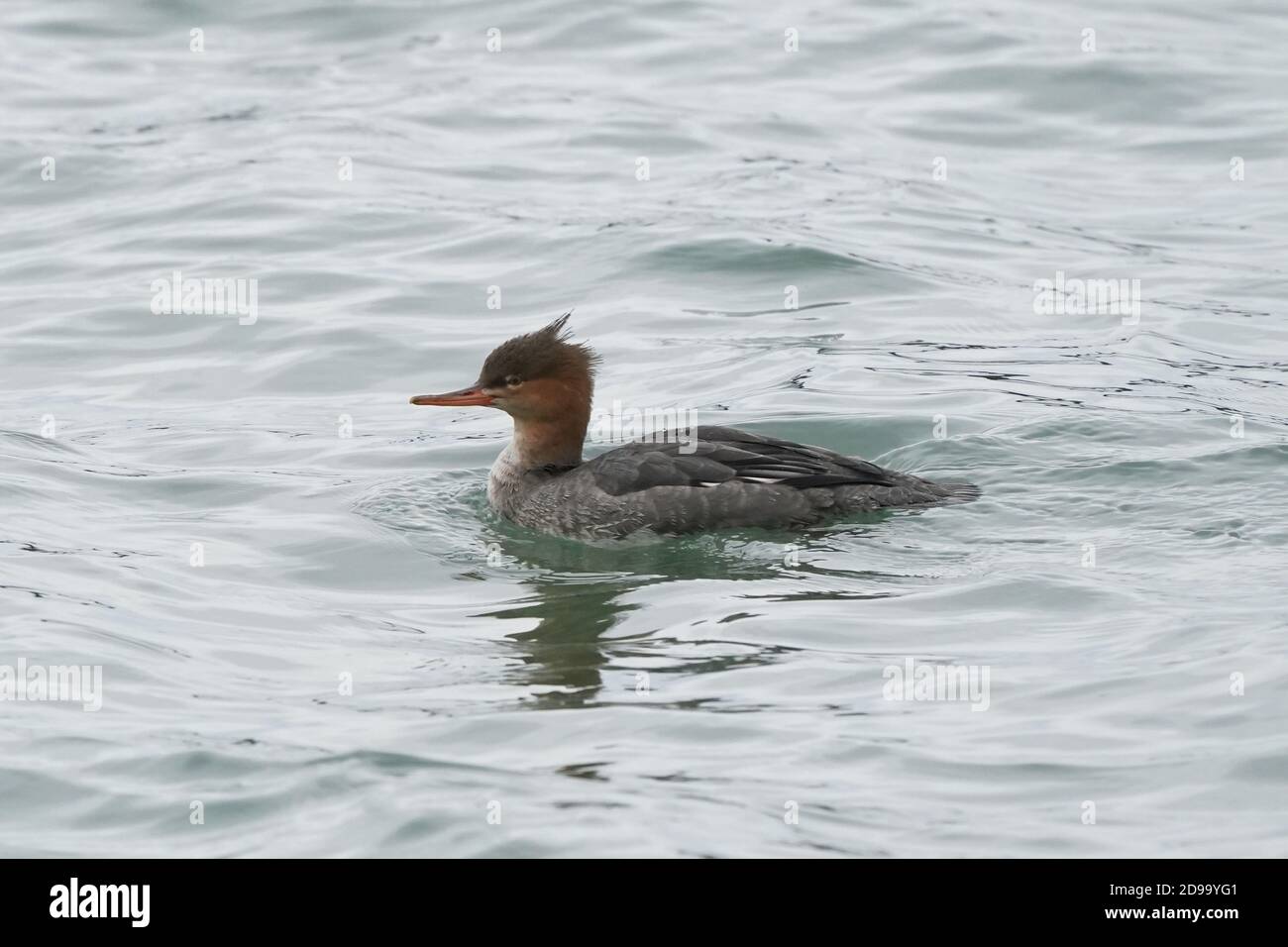 Common Merganser hens swimming in harbour Stock Photo - Alamy