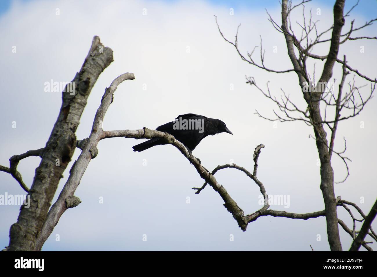 Crow on a dead tree hi-res stock photography and images - Alamy
