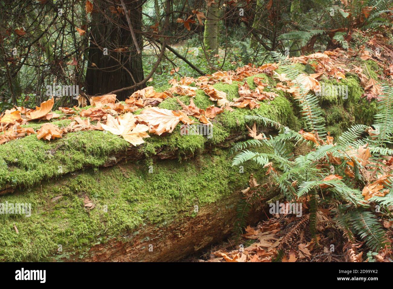 Ruckle Provincial Park on Saltspring Island, British Columbia Stock ...