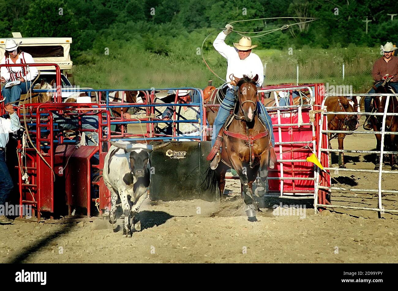 Rodeo calf roping rodeo contest Stock Photo - Alamy