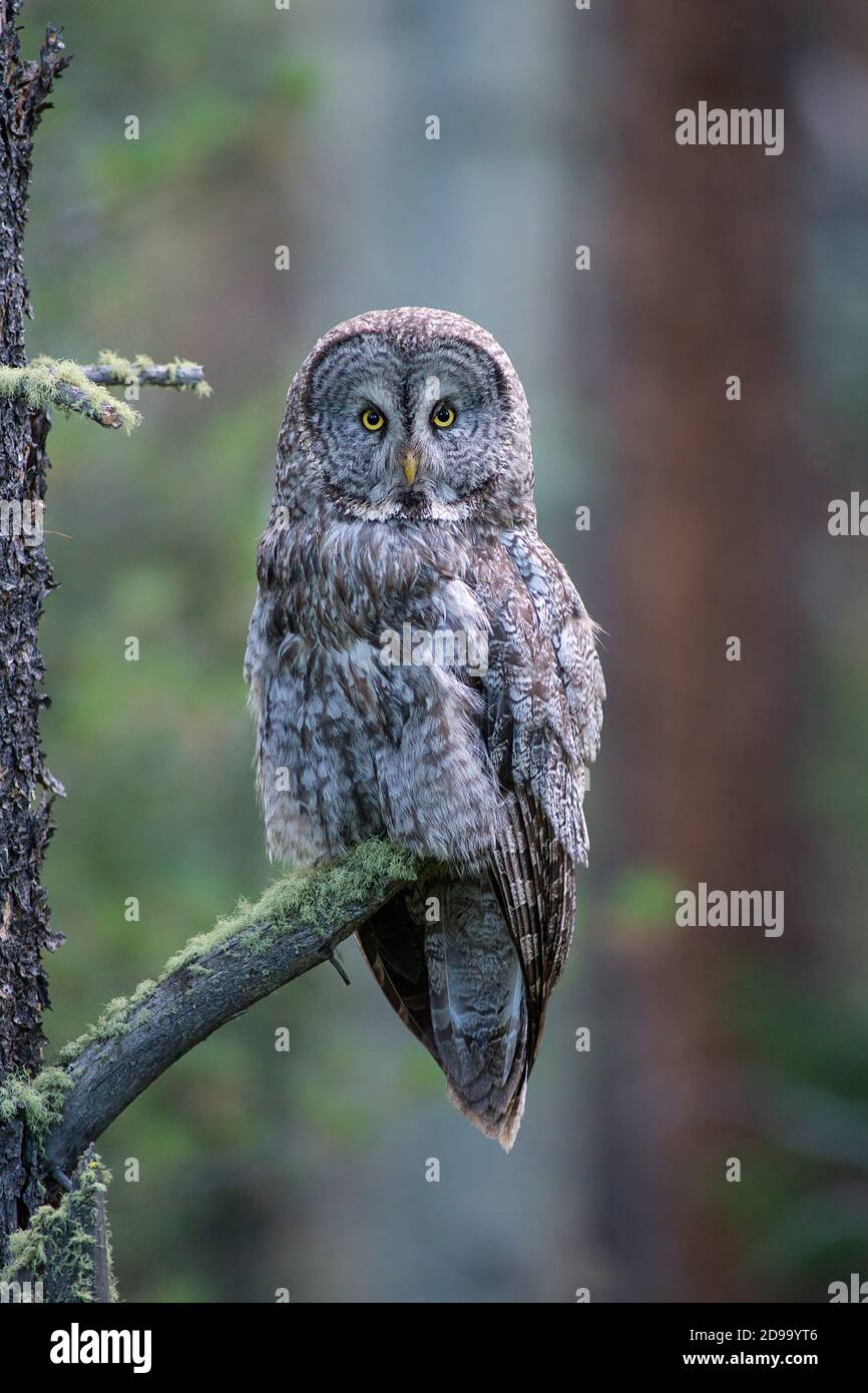 Large forest owl hi-res stock photography and images - Alamy