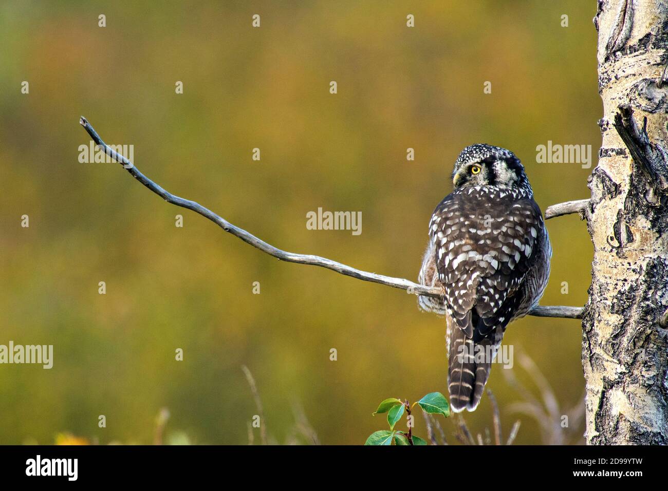 True hawk hi-res stock photography and images - Alamy